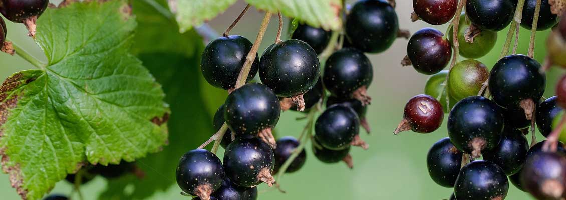 Zwarte bes - KeukenKruiden